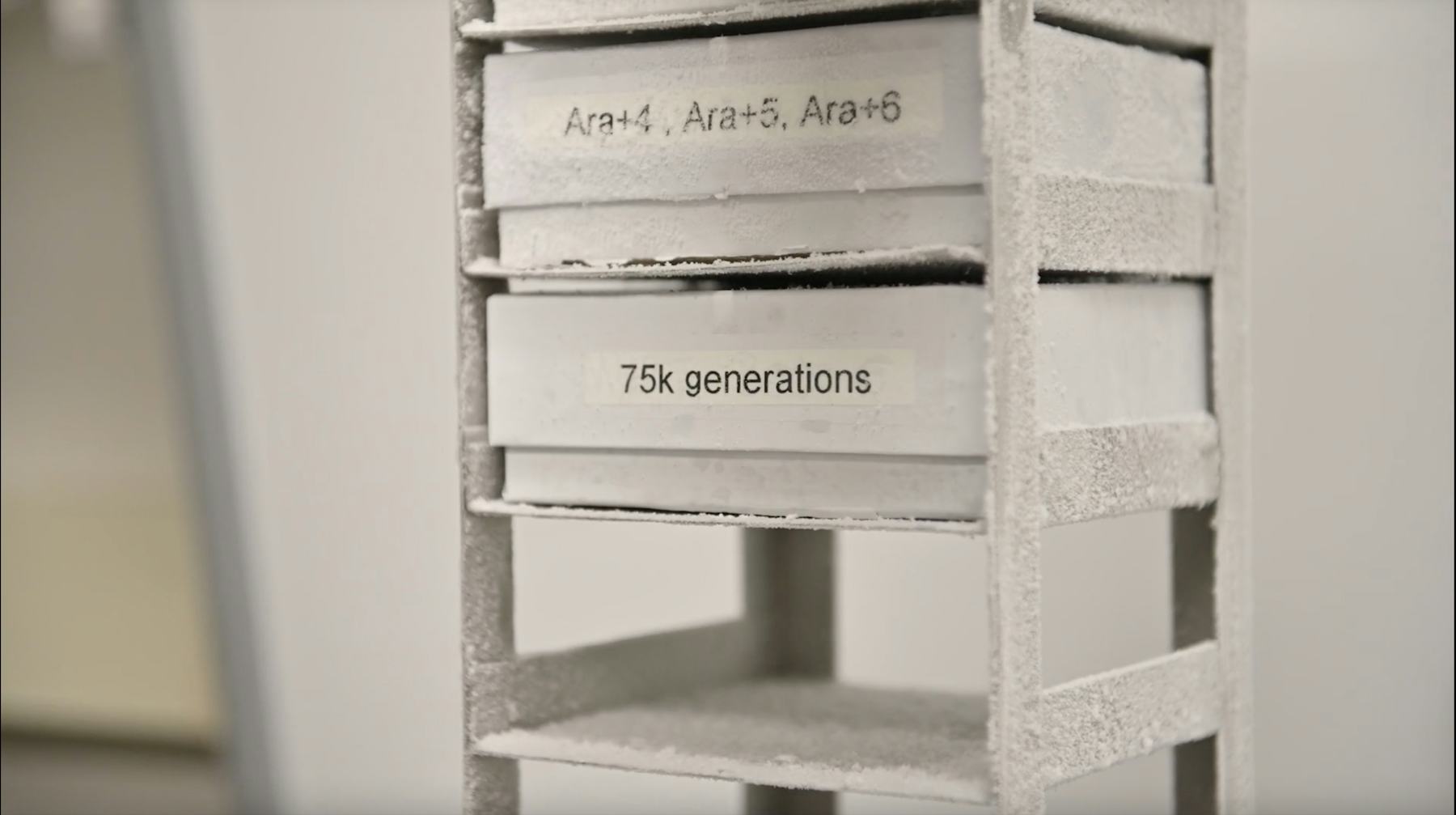 New Era at UT Austin Begins for Famous Long-Term Evolution Experiment ...