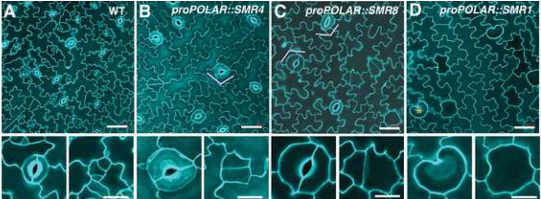 Unraveling How One of the Most Important Cell Types Form | Department ...
